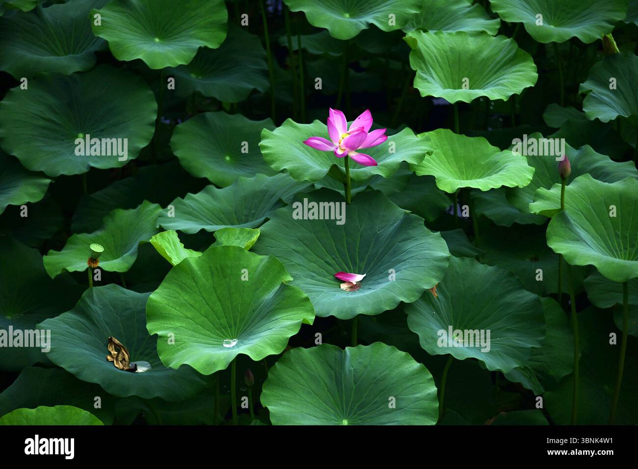 Lotus flowers bloom at the Purple Bamboo Park in Beijing, China, 30 ...