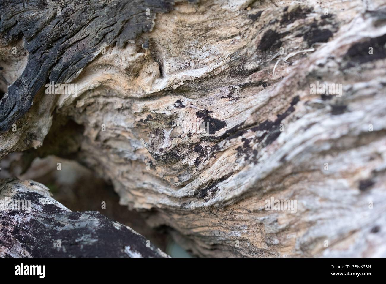 An abstract glimpse into sculptural wood grain and layered contours of ...