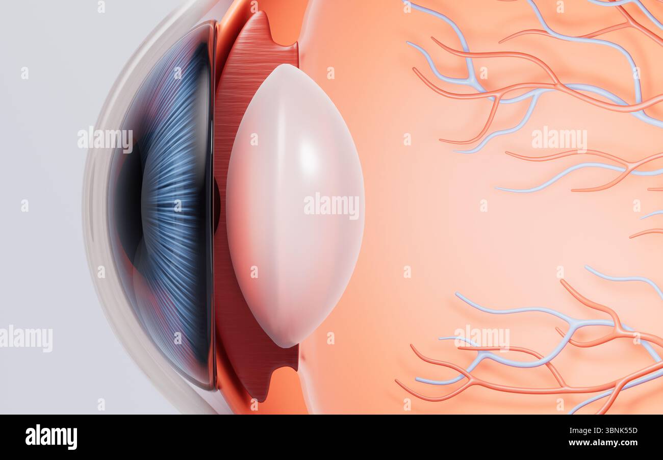 Medical eyeball structure scientific illustration, 3d rendering. 3D ...