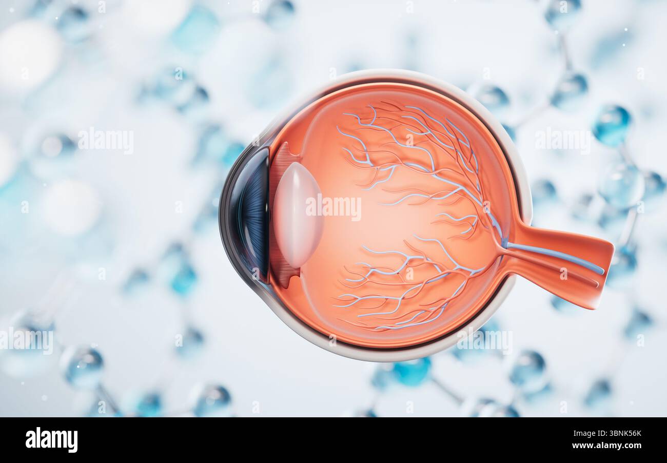 Medical eyeball structure scientific illustration, 3d rendering. 3D ...
