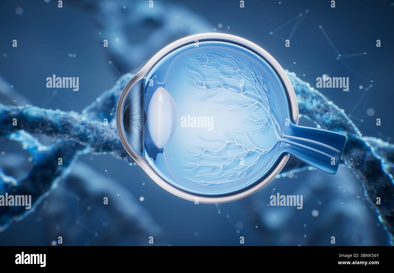 Medical eyeball structure scientific illustration, 3d rendering. 3D ...