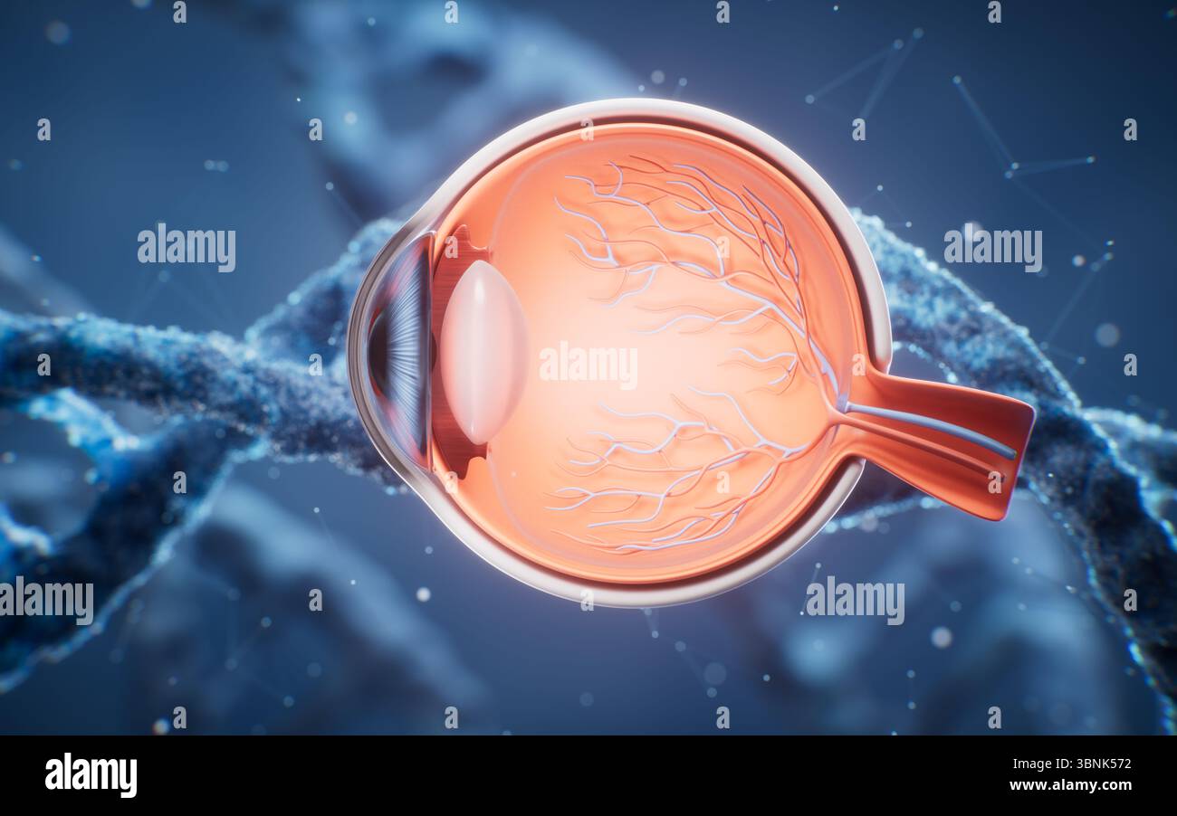 Medical eyeball structure scientific illustration, 3d rendering. 3D ...