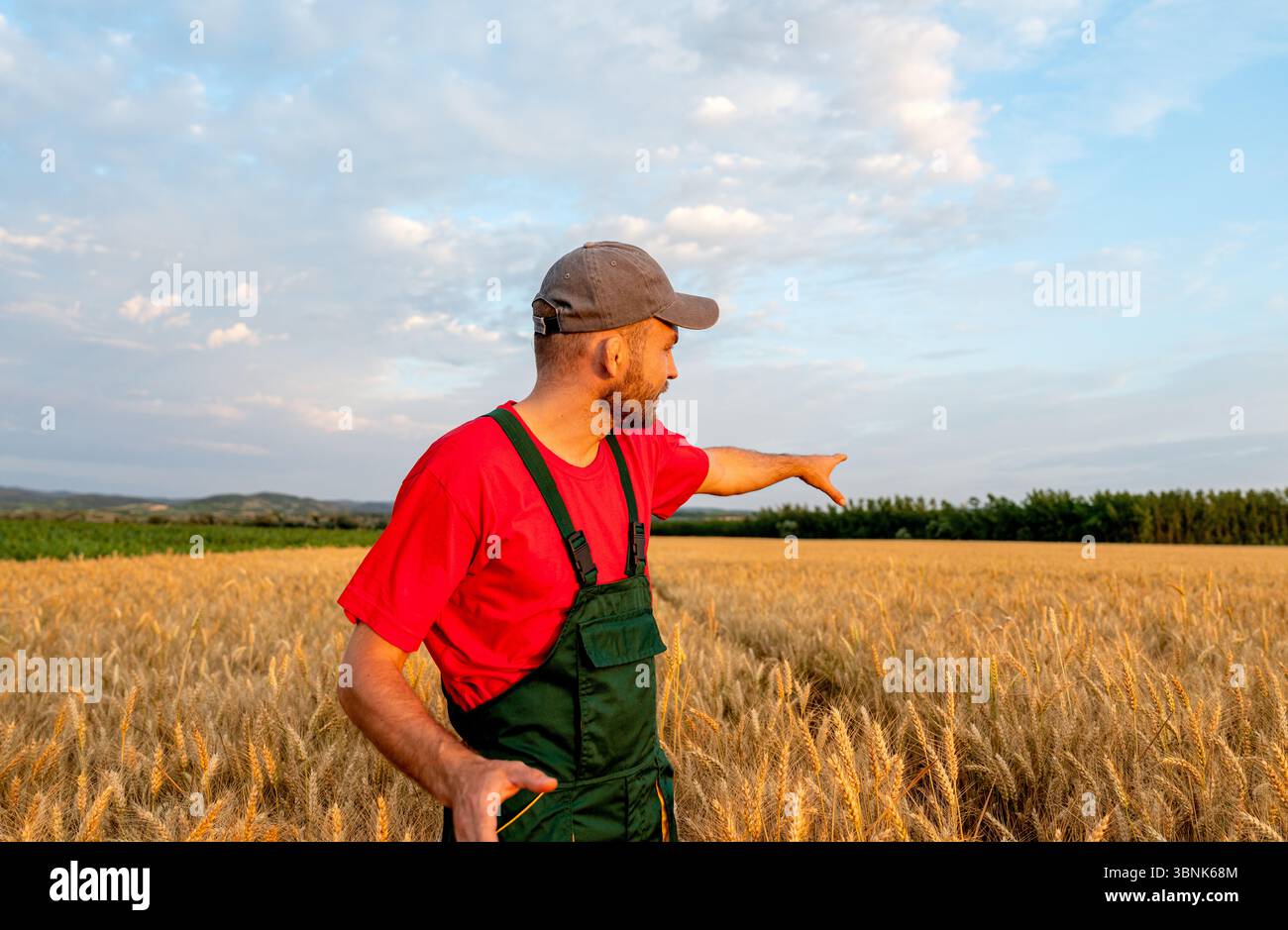 Male farmer pointing across cereal field Stock Photo - Alamy
