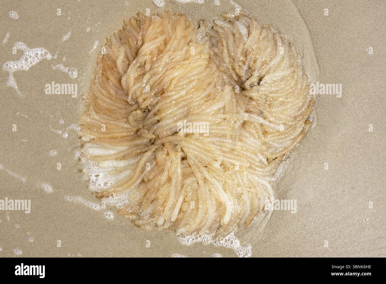 Gelatinous mass containing thousand of small eggs from the European ...