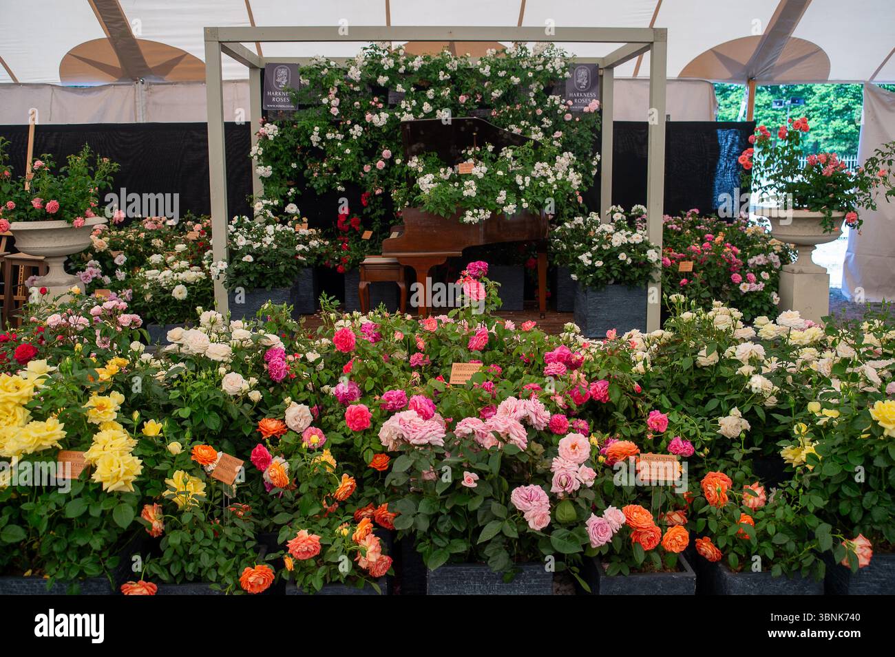 East Molesey, Surrey, UK. 30th June, 2025. Pretty roses on display at the Festival of Rose at ...