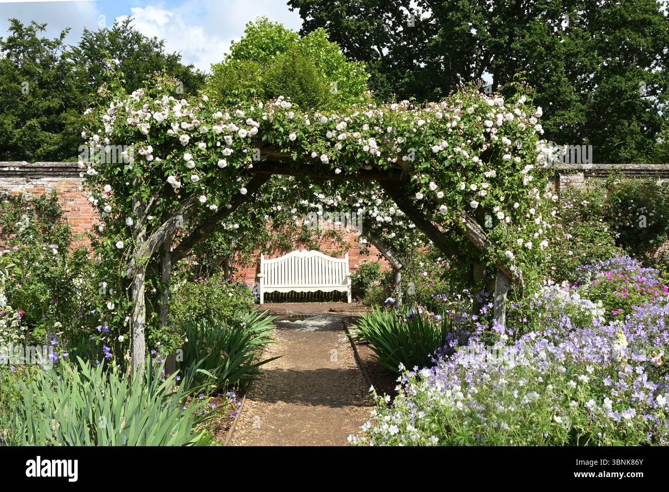 Summer garden scene with white garden bench, hardy geraniums and rose ...