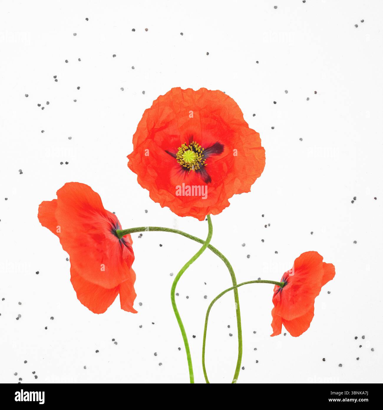 Abstract collage illustration of three red poppy flower blossoms ...