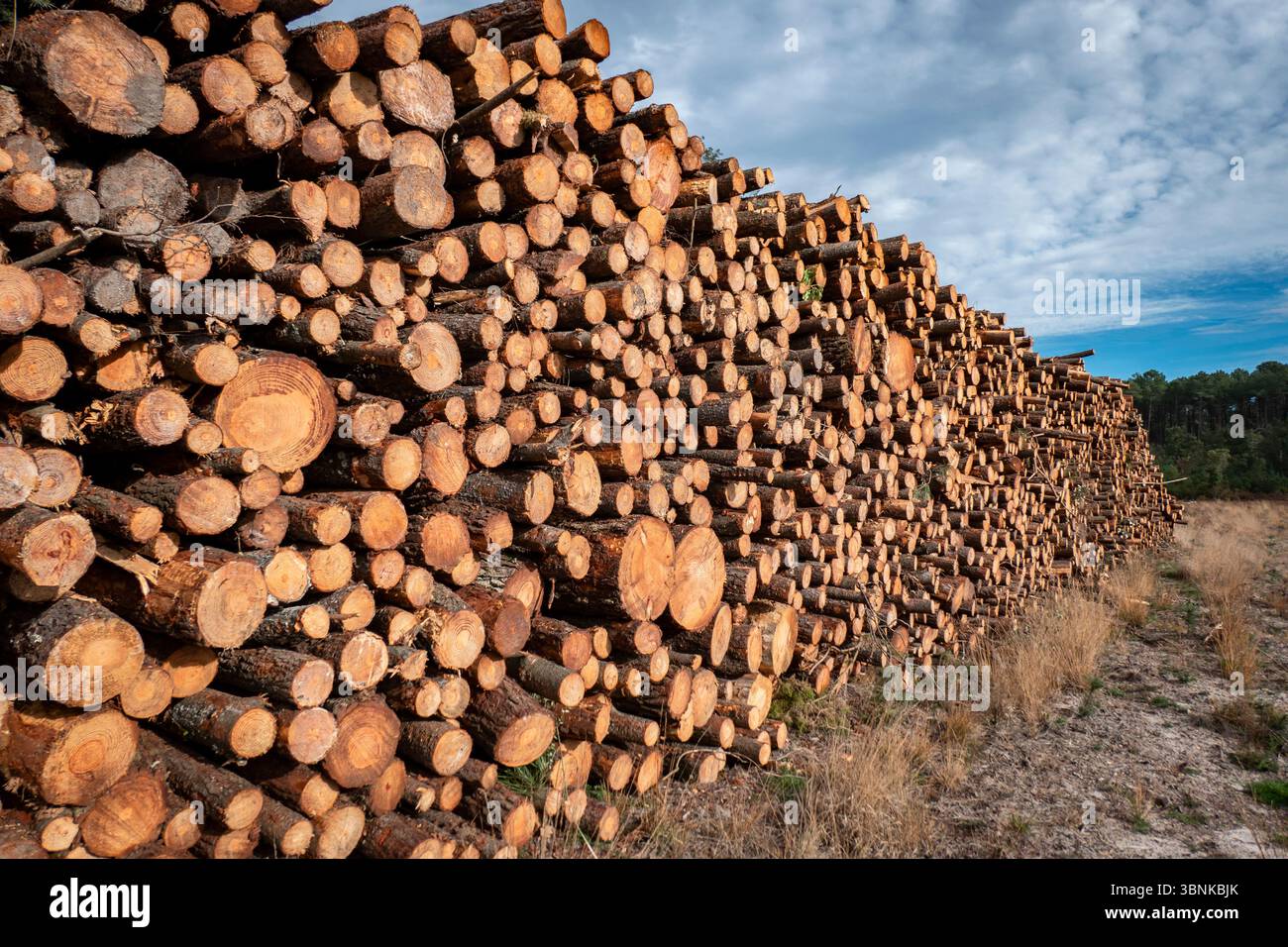 Pine Log Stacking: Stacked for the Wood Industry Stock Photo - Alamy