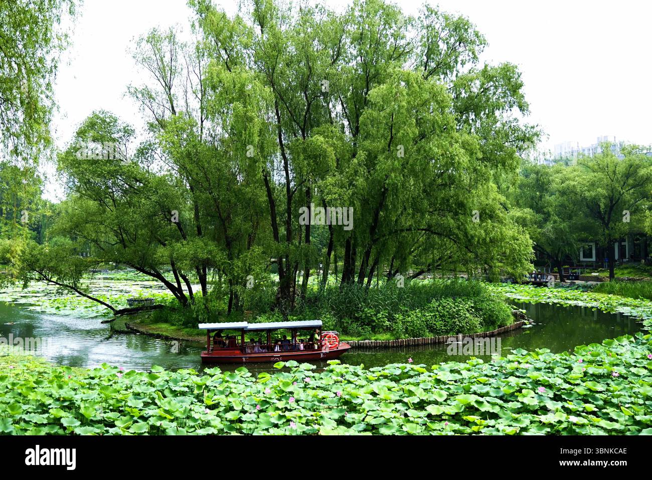 Lotus flowers bloom at the Purple Bamboo Park in Beijing, China, 30 ...