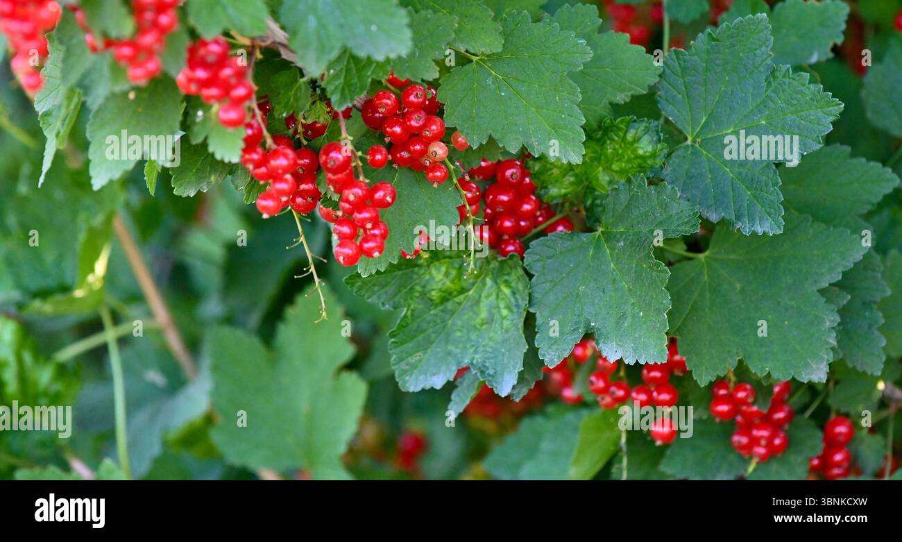 red currant berries growing in a garden Stock Photo - Alamy