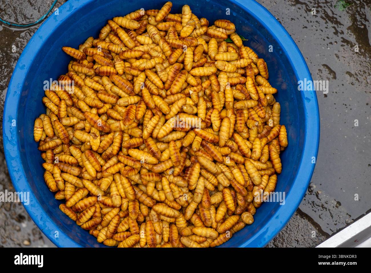 Southeast Asian Edible Insects on Display at Street Market Stock Photo ...