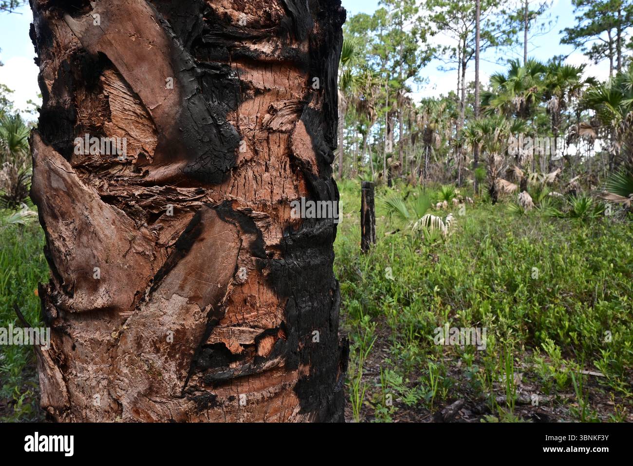 Half Burnt Tree Bark from Forest Fire Stock Photo - Alamy