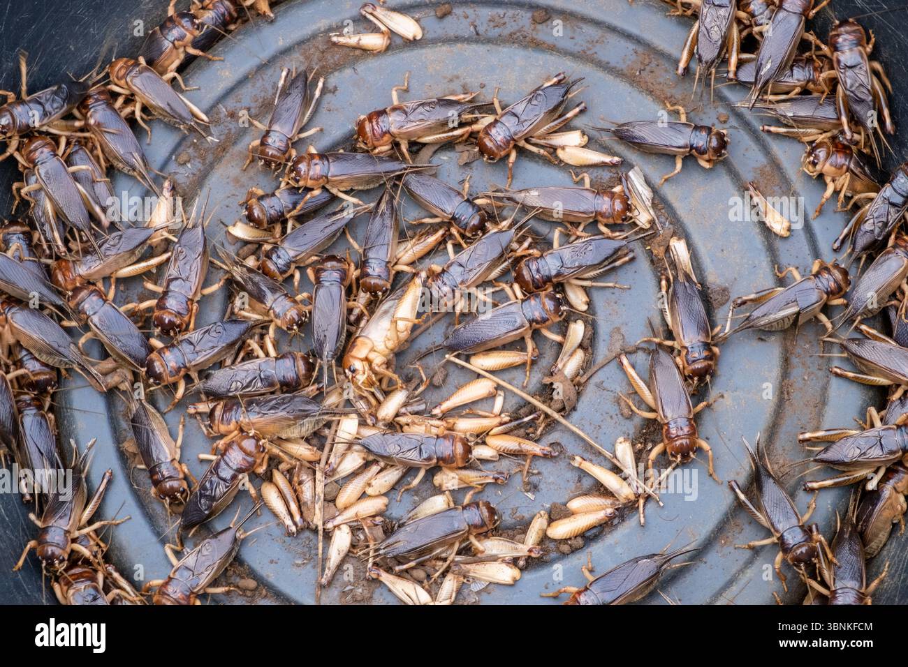 Asian Street Food. Edible Insects on Display at Street Market Stock ...