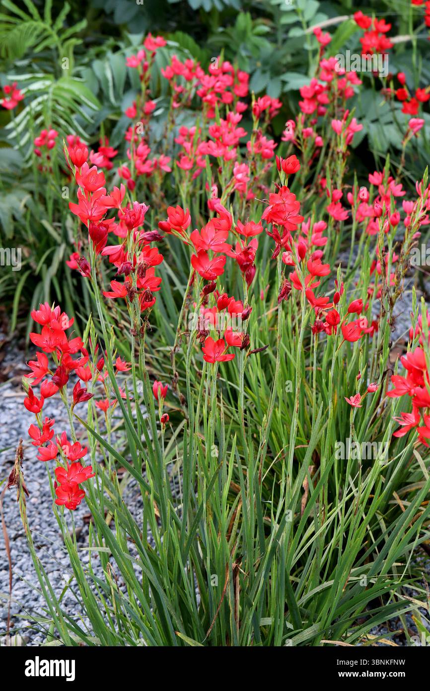 River Lily, or Crimson Flag Lily, Hesperantha coccinea "Red Flag ...