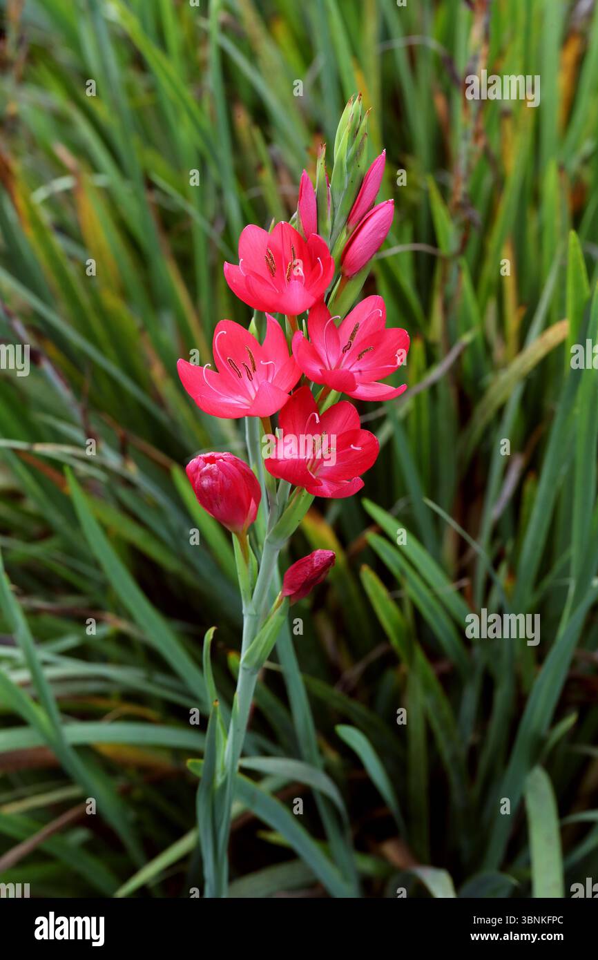 Hesperantha coccinea oregan sunset hi-res stock photography and images ...
