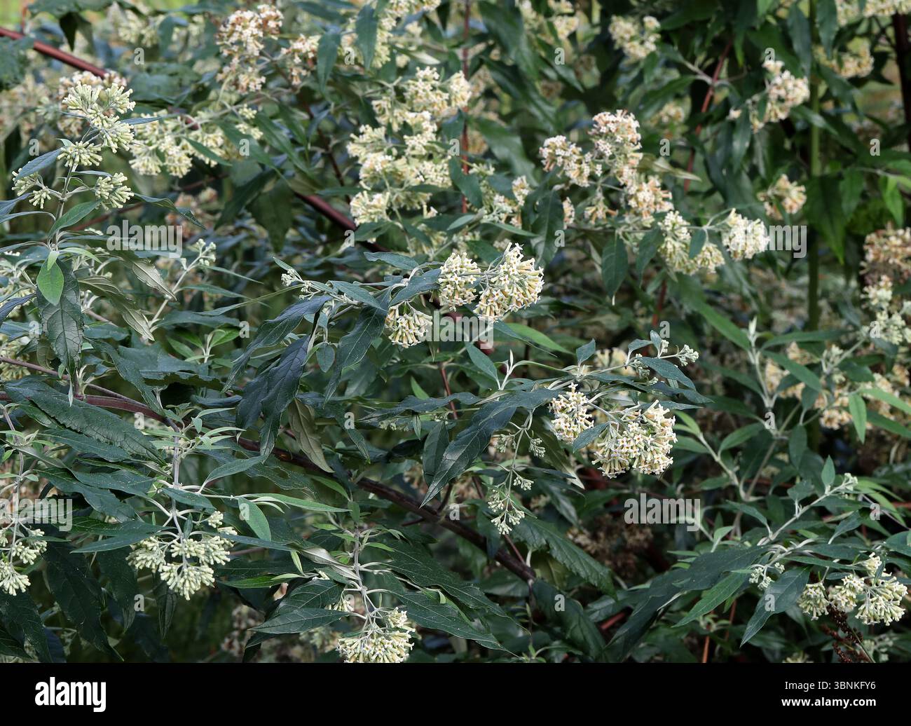 Buddleia, Butterfly Bush or Weeping Sage, Buddleja auriculata ...