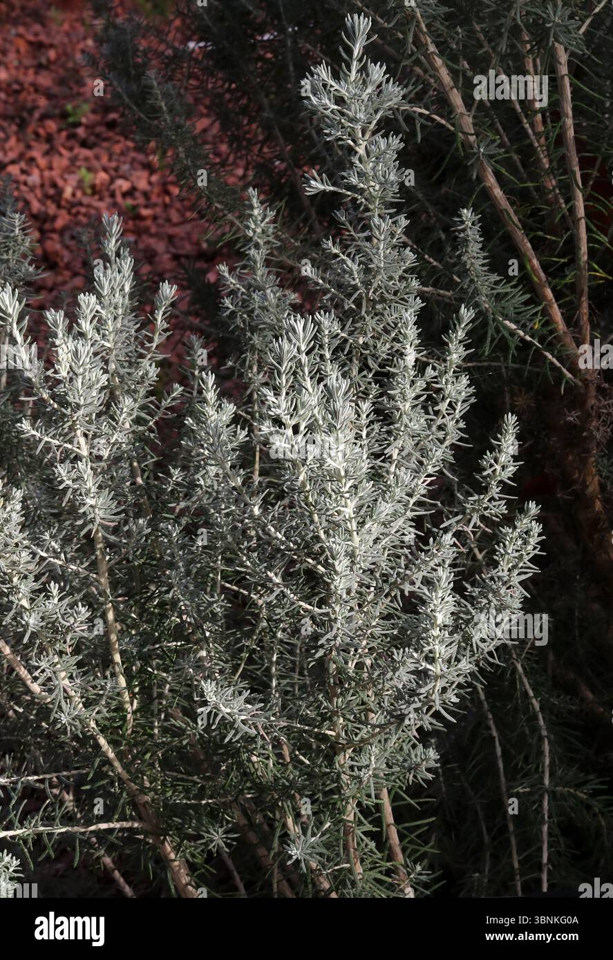 Ozothamnus hi-res stock photography and images - Alamy