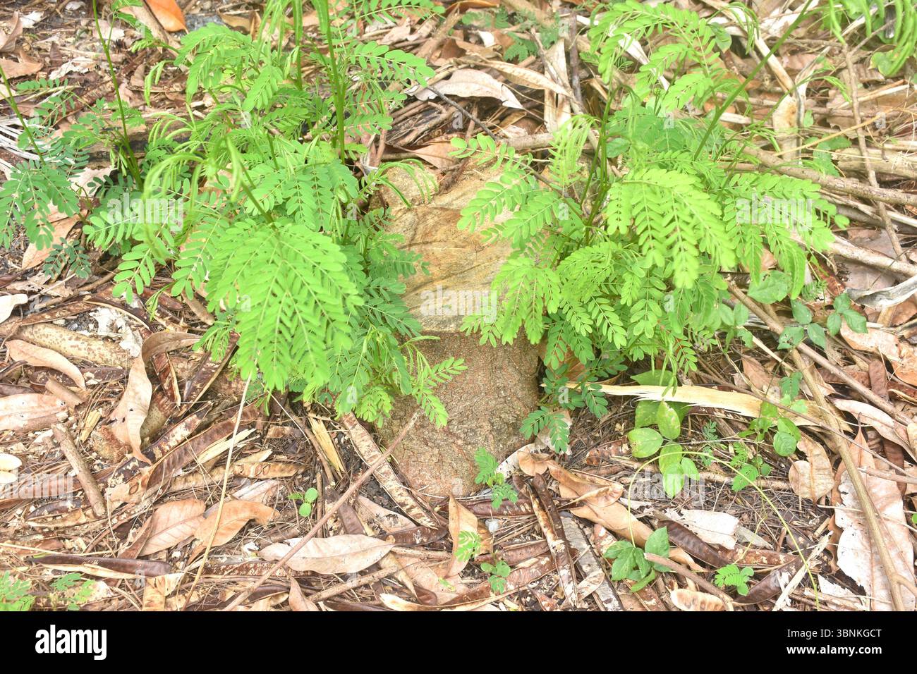 acacia tree growth from timber and wood cutting on ground in garden ...