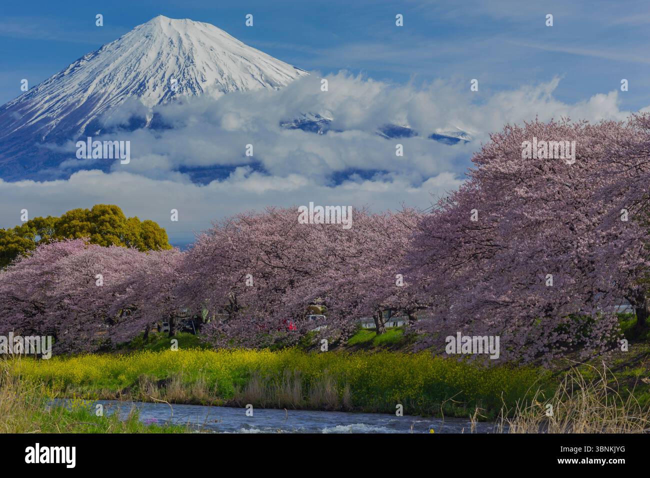Cherry Blossoms along Urui River and Mount Fuji Stock Photo - Alamy