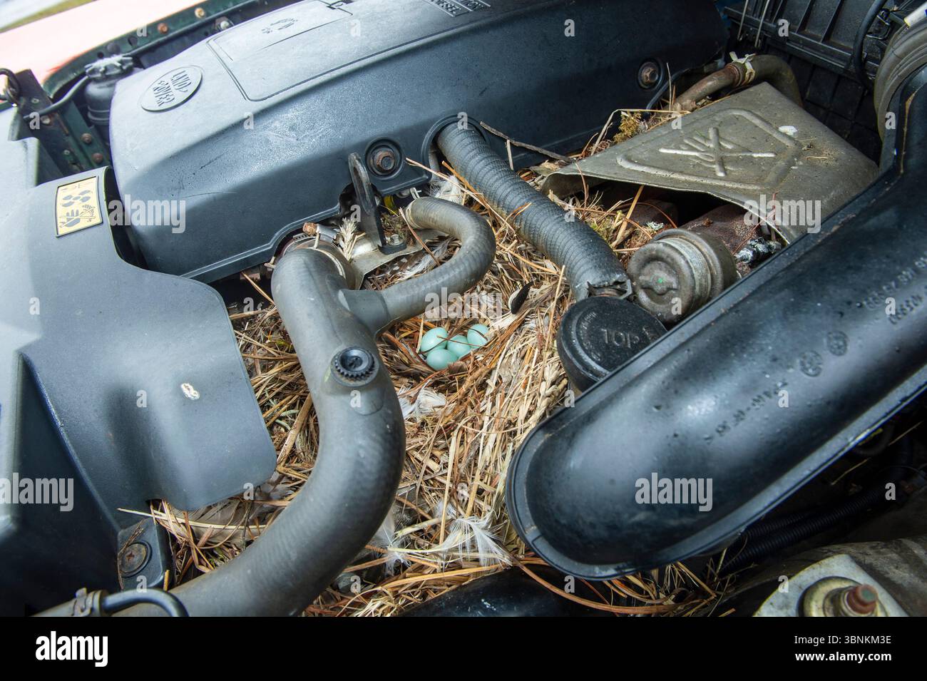 A large bird’s nest with eggs carefully built inside an engine bay — a ...