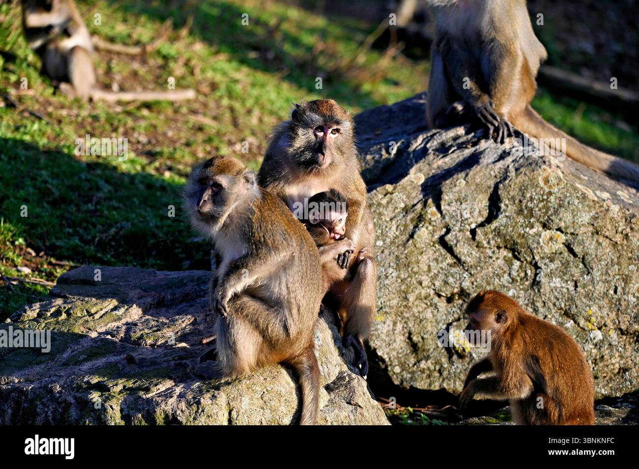 Cynomolgus Monkey Family With Baby Sunbathing On A Rock. Javan Monkey ...
