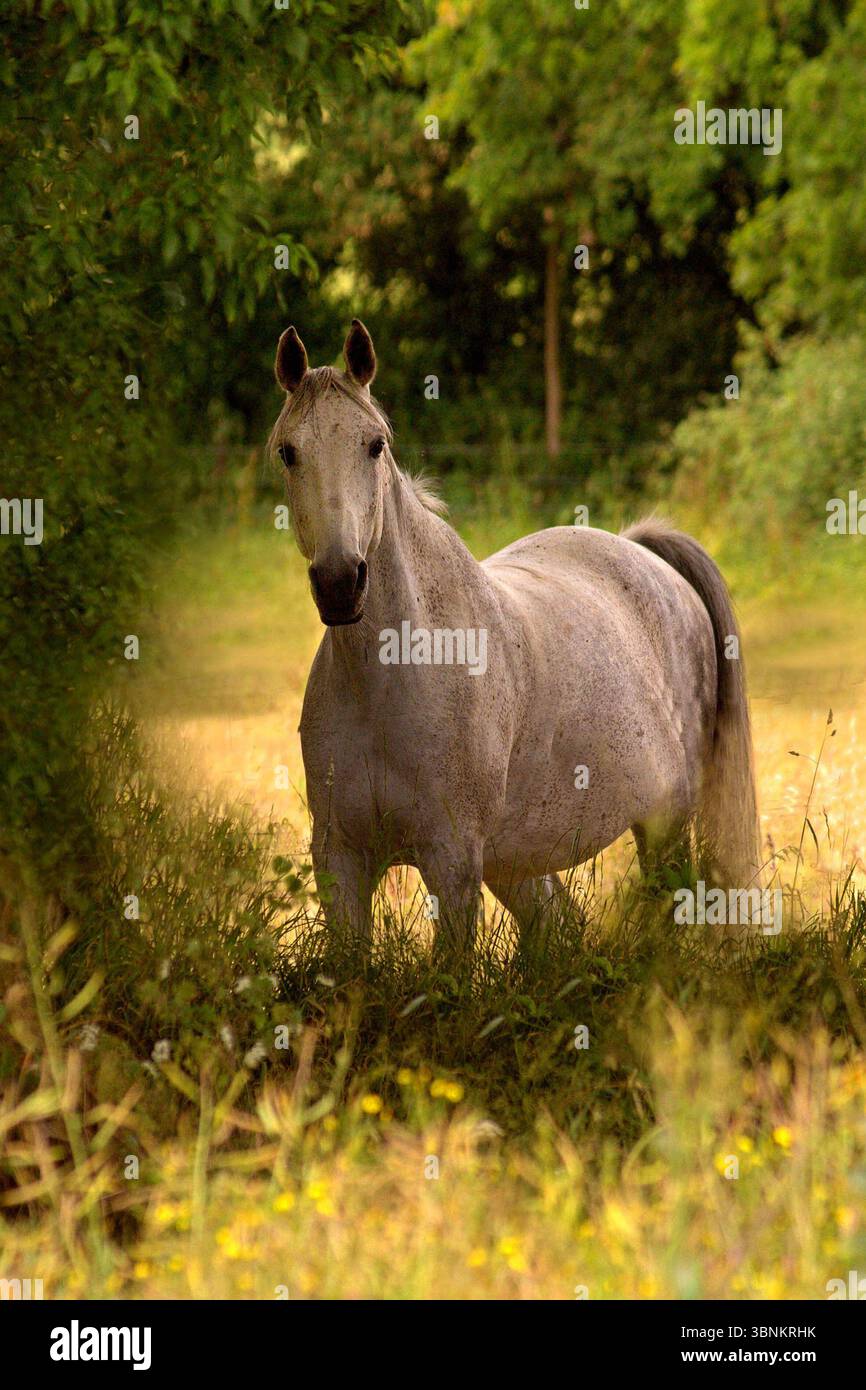 Le cheval (Equus ferus caballus ou Equus caballus) est un grand ...