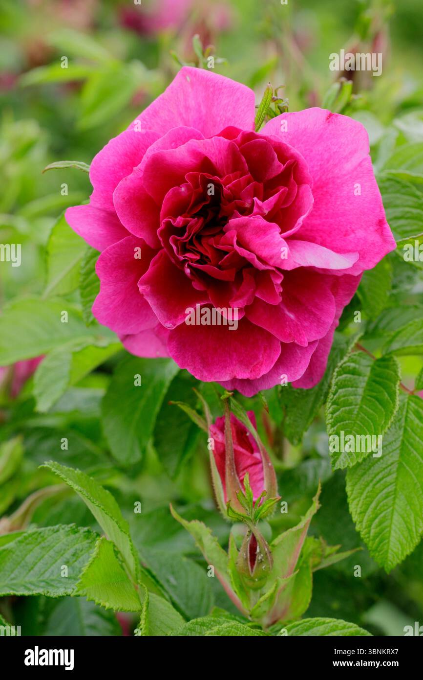 Deep pink large flowers of Rosa rugosa Hansa flowers, a fragrant shrub ...