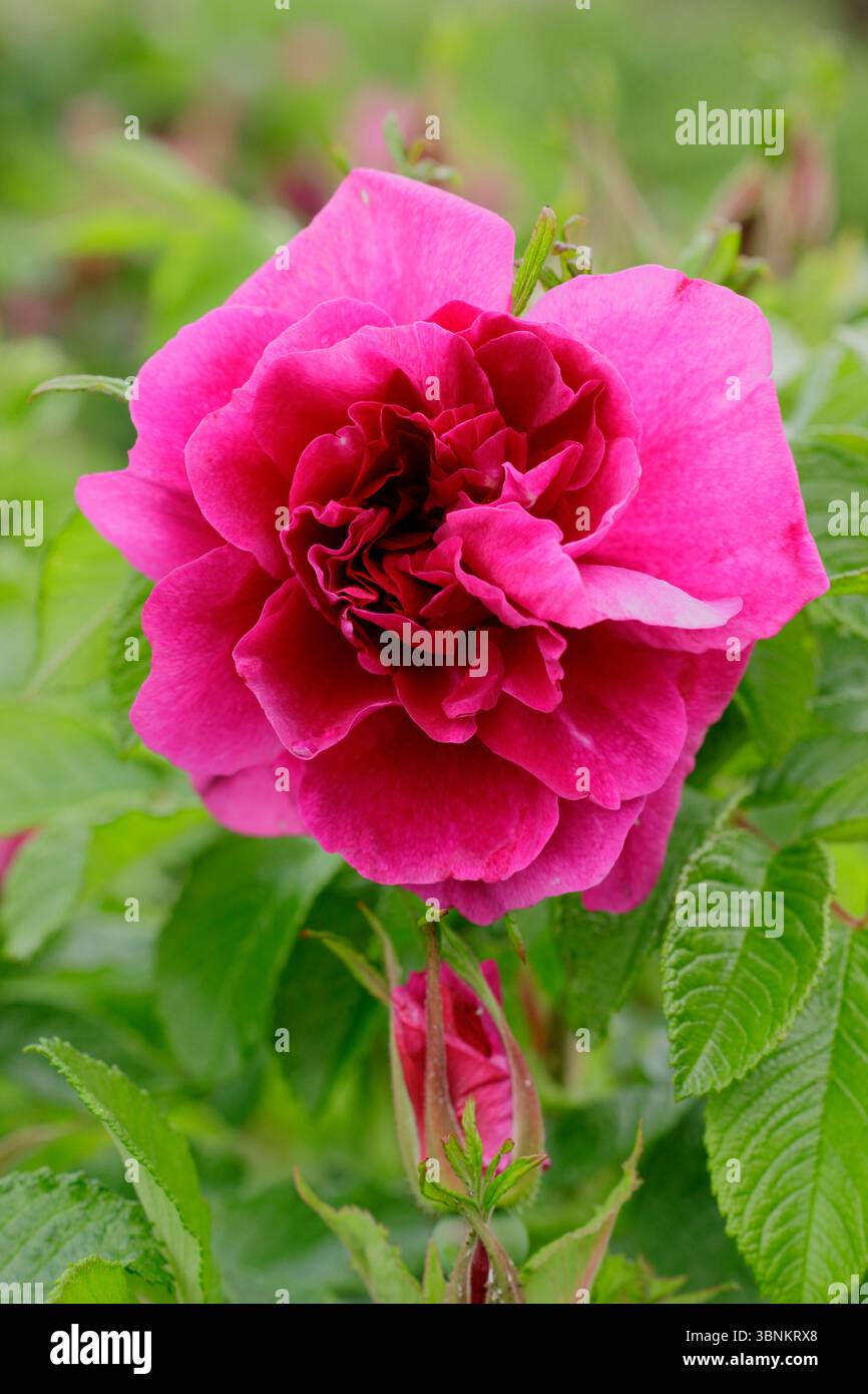 Deep pink large flowers of Rosa rugosa Hansa flowers, a fragrant shrub ...
