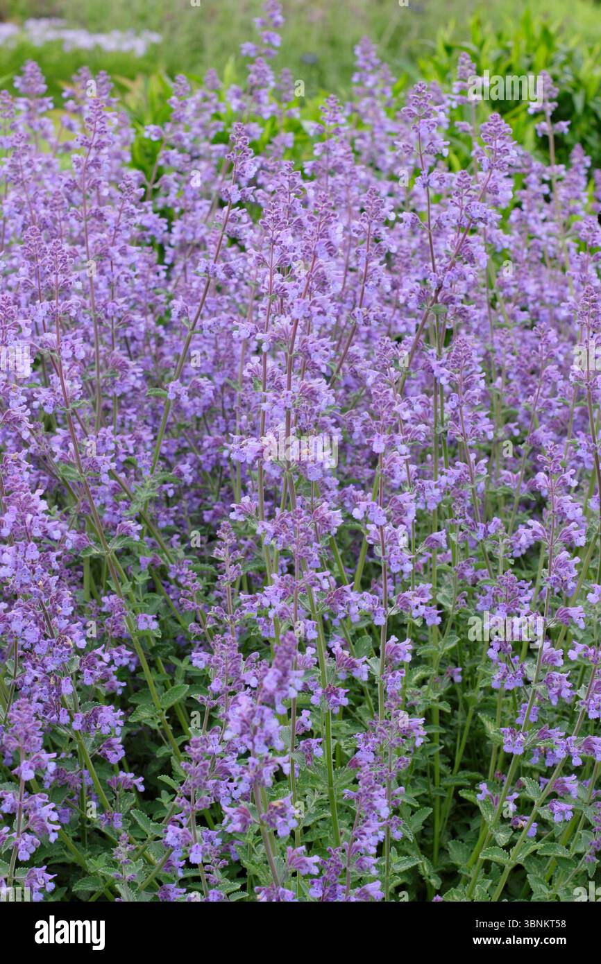 Blue nepeta hi-res stock photography and images - Alamy