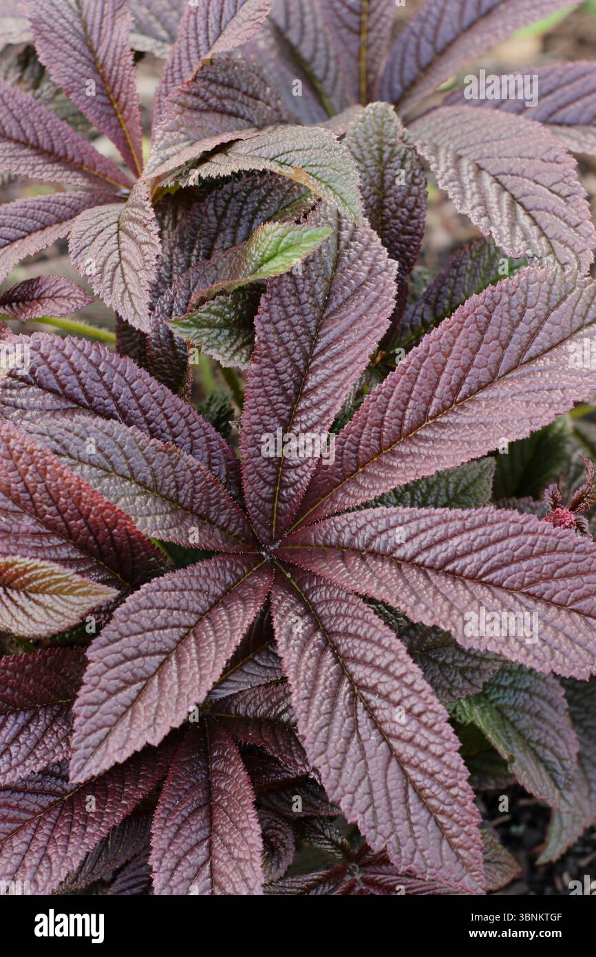 Bronze foliage hi-res stock photography and images - Alamy