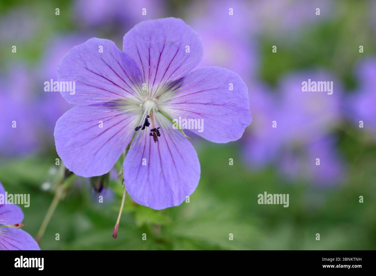 Geranium Johnson's Blue. Lavender blue flowers of Geranium × johnsonii ...