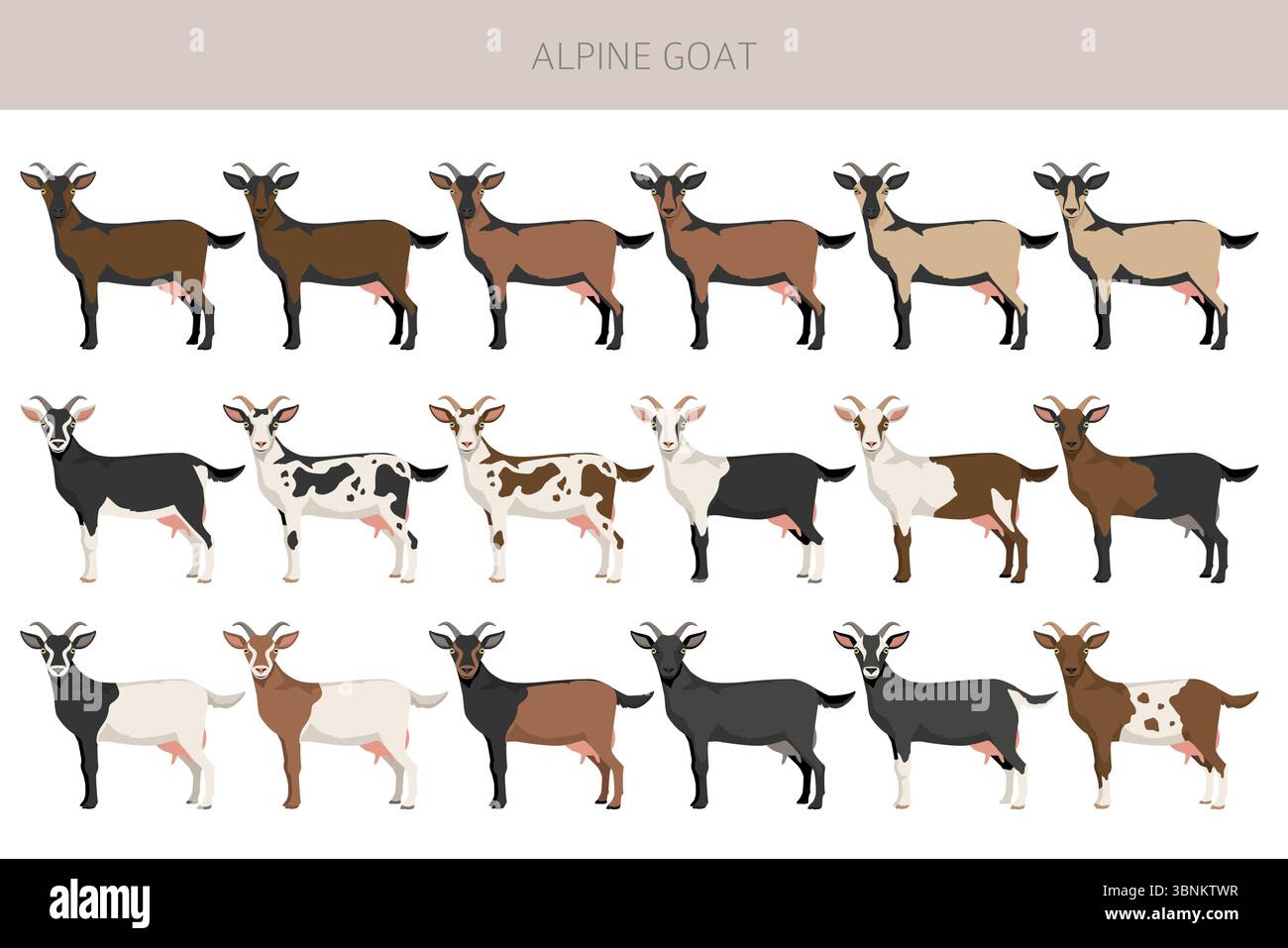 Alpine goat. Goat breeds infographic design. Animal farming flat ...