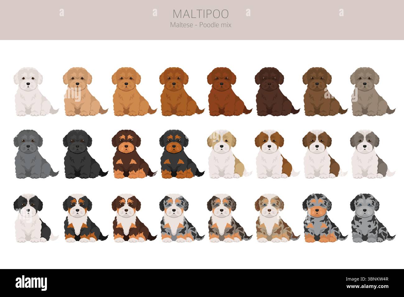 Maltipoo clipart. Maltese Poodle mix. Different coat colors set. Vector ...