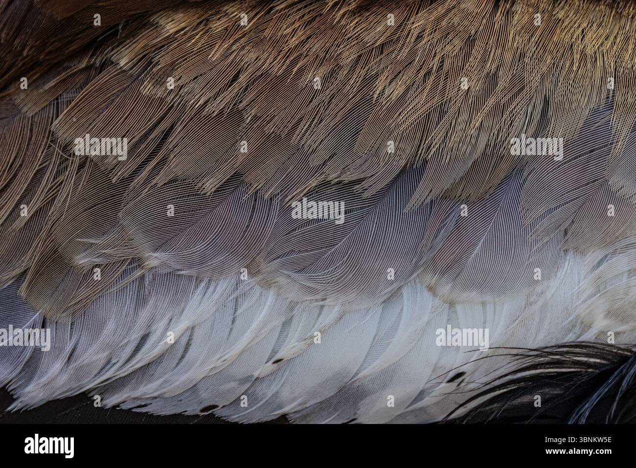 detailed feathers of a duck wing Stock Photo - Alamy