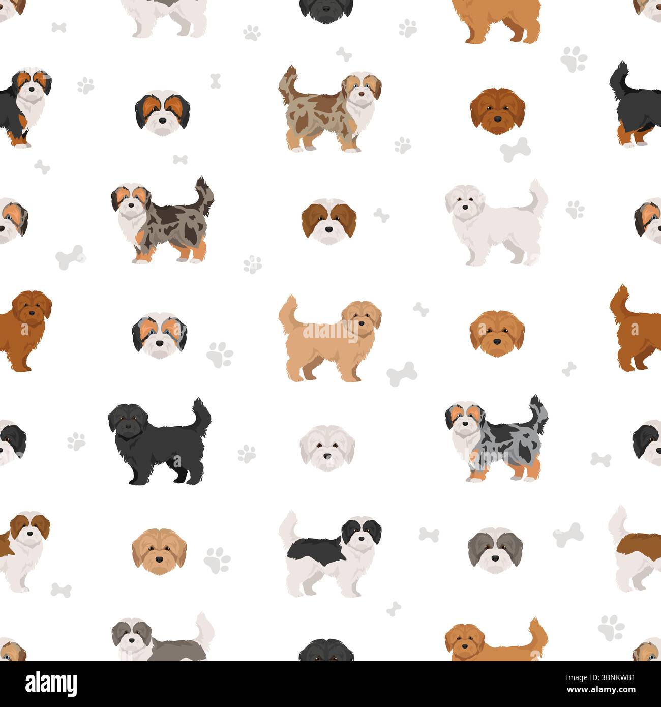 Maltipoo clipart. Maltese Poodle mix. Different coat colors set. Vector ...