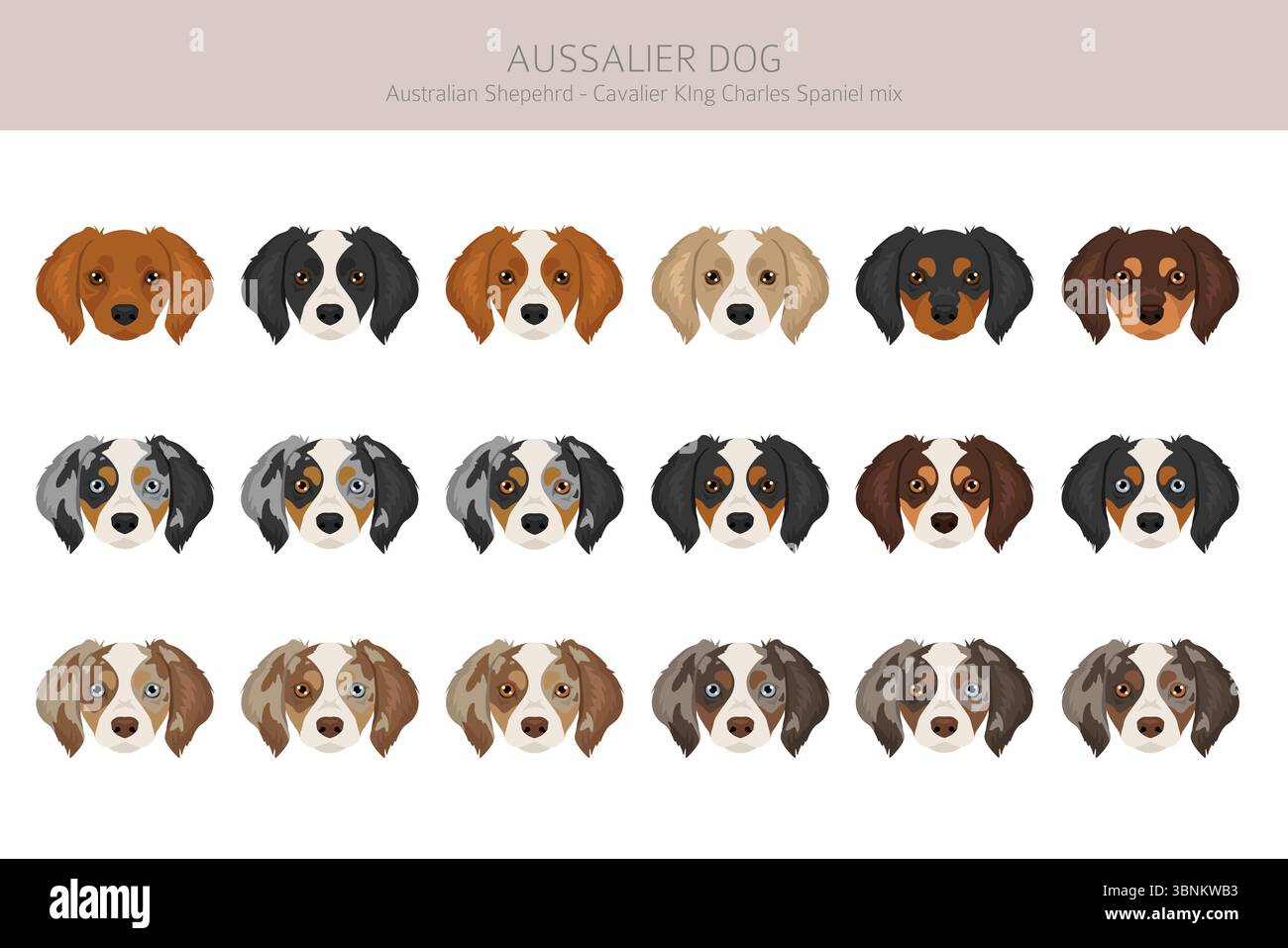 Aussalier clipart. Australian Shepherd Cavalier King Charles Spaniel ...