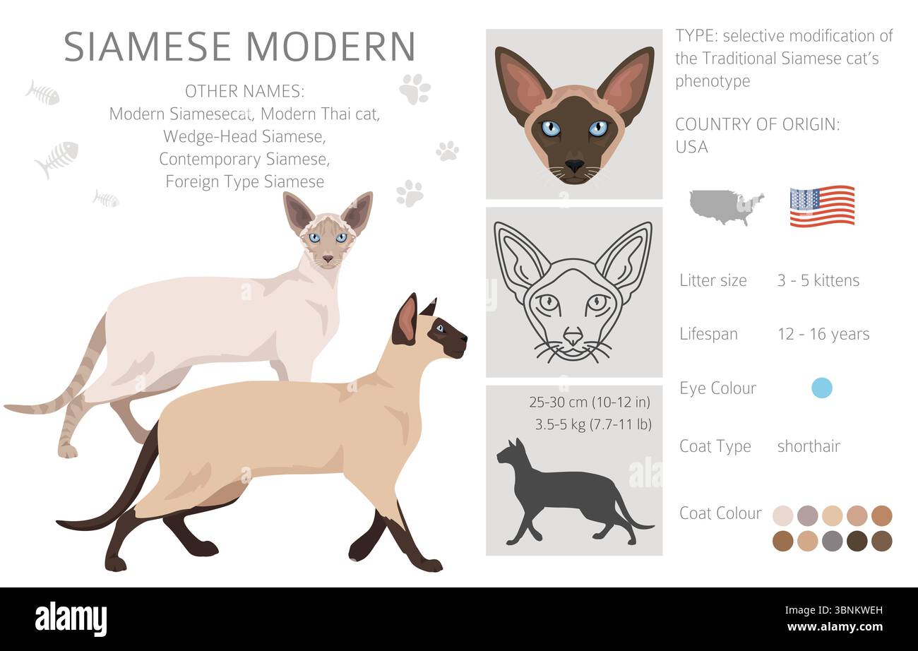 Siamese (Thai) Cat clipart. Modern type. All coat colors set. All cat ...