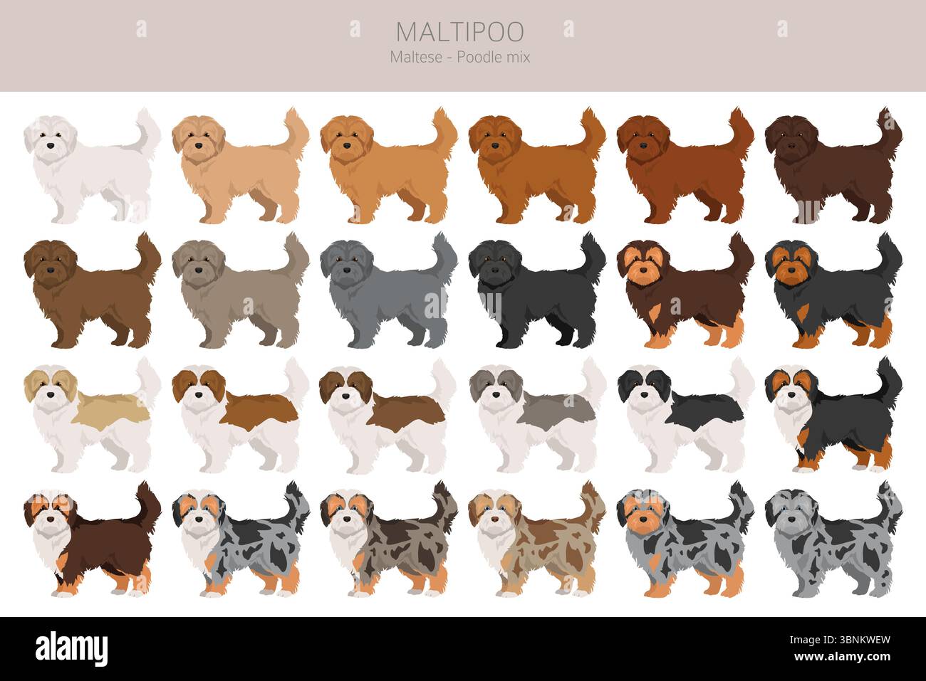 Maltipoo clipart. Maltese Poodle mix. Different coat colors set. Vector ...
