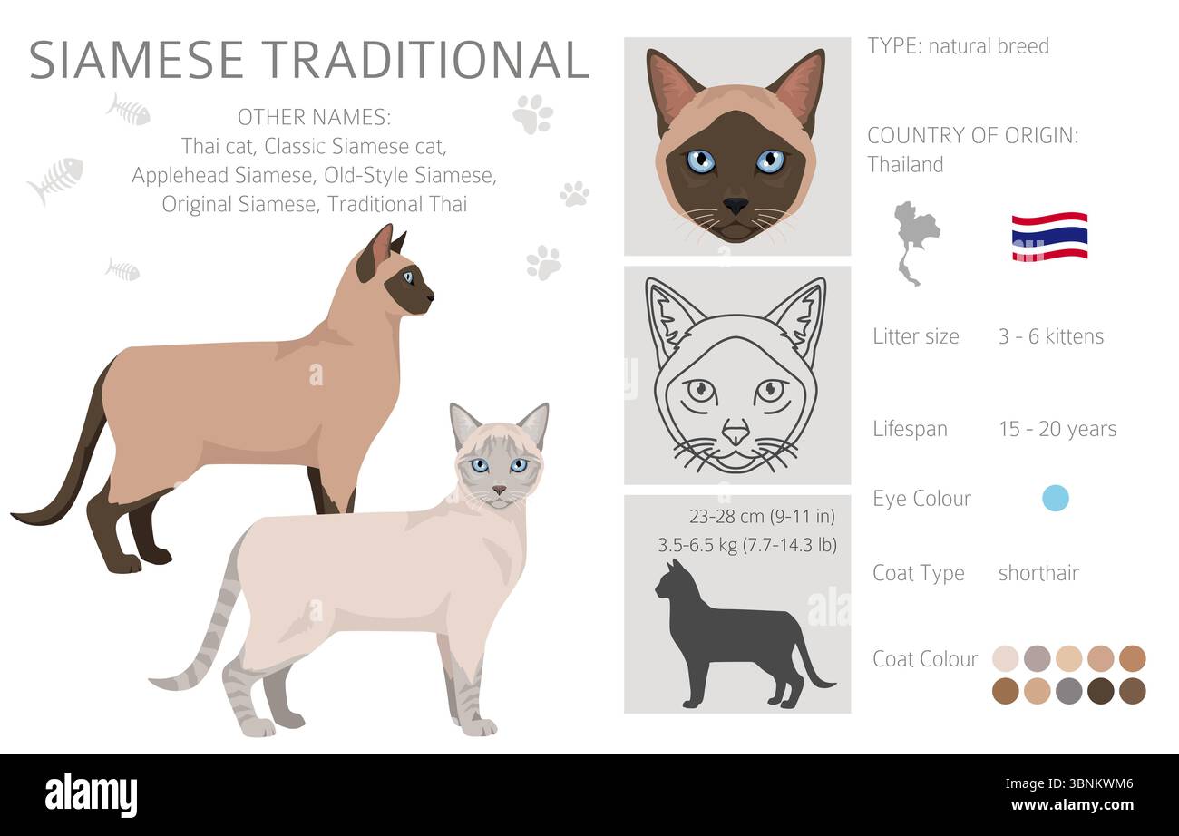 Siamese (Thai) Cat clipart. Traditional (classic) type. All coat colors ...
