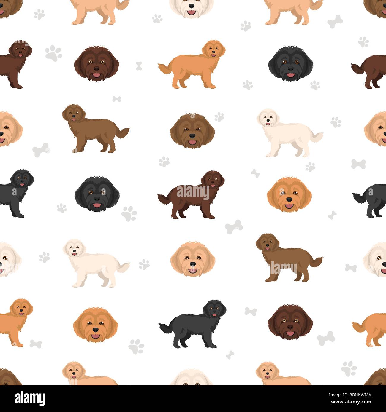 West highland terrier poodle mix hi-res stock photography and images ...