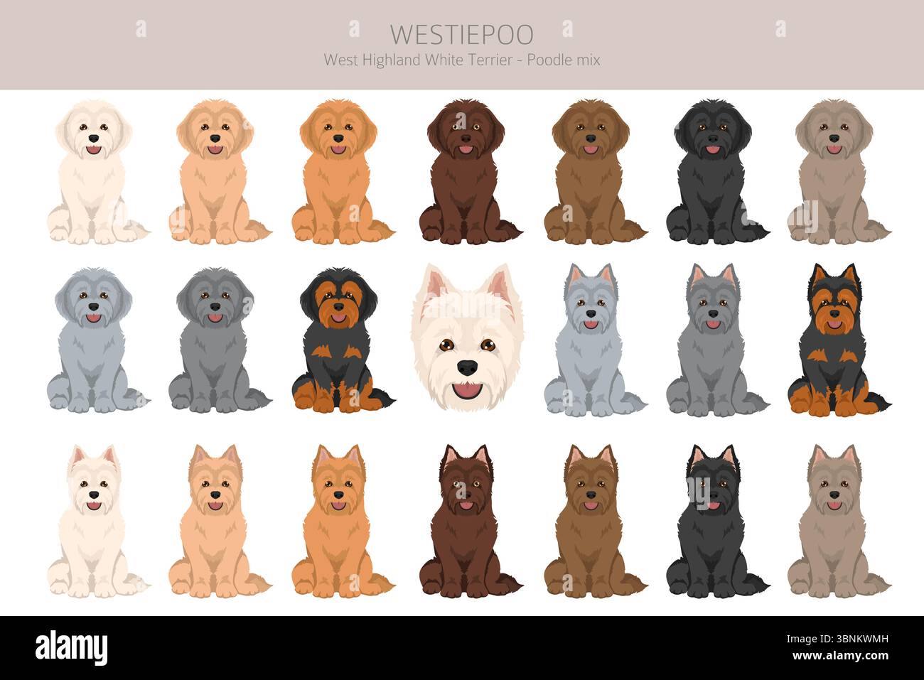 West highland terrier poodle mix hi-res stock photography and images ...