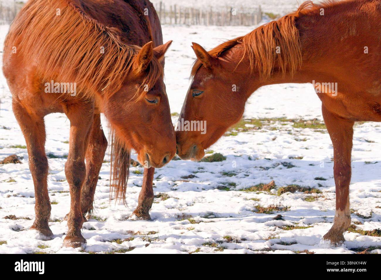 Animal puissant hi-res stock photography and images - Alamy