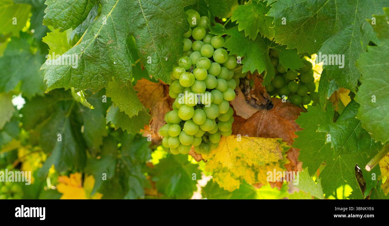 Close-up of unripe green grape clusters hanging on vine surrounded by ...