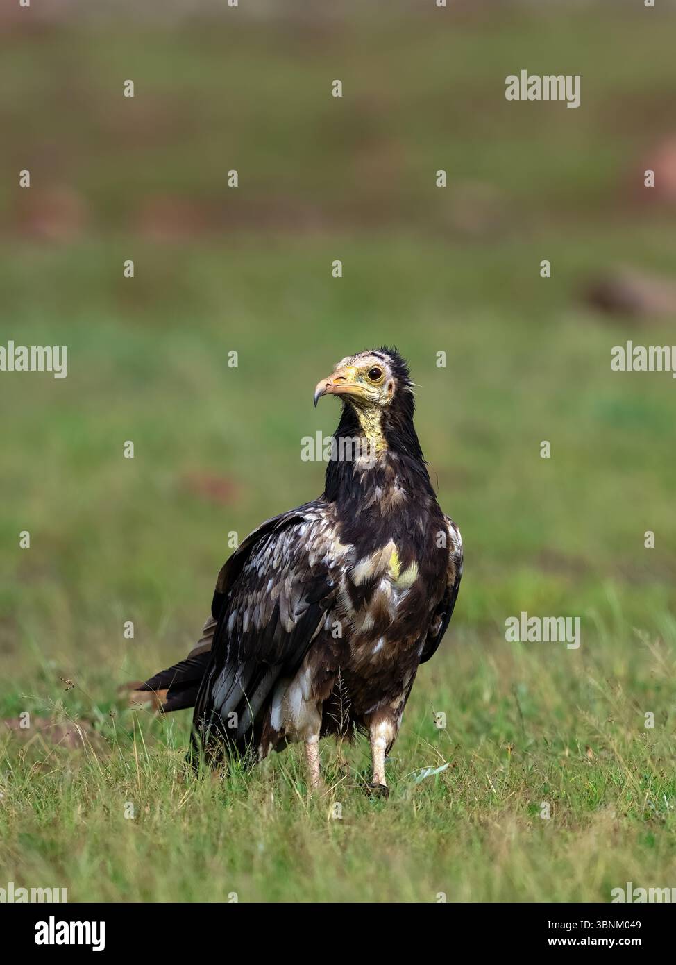 Egyptian Vulture also called the White Scavenger Vulture or Pharaoh's ...