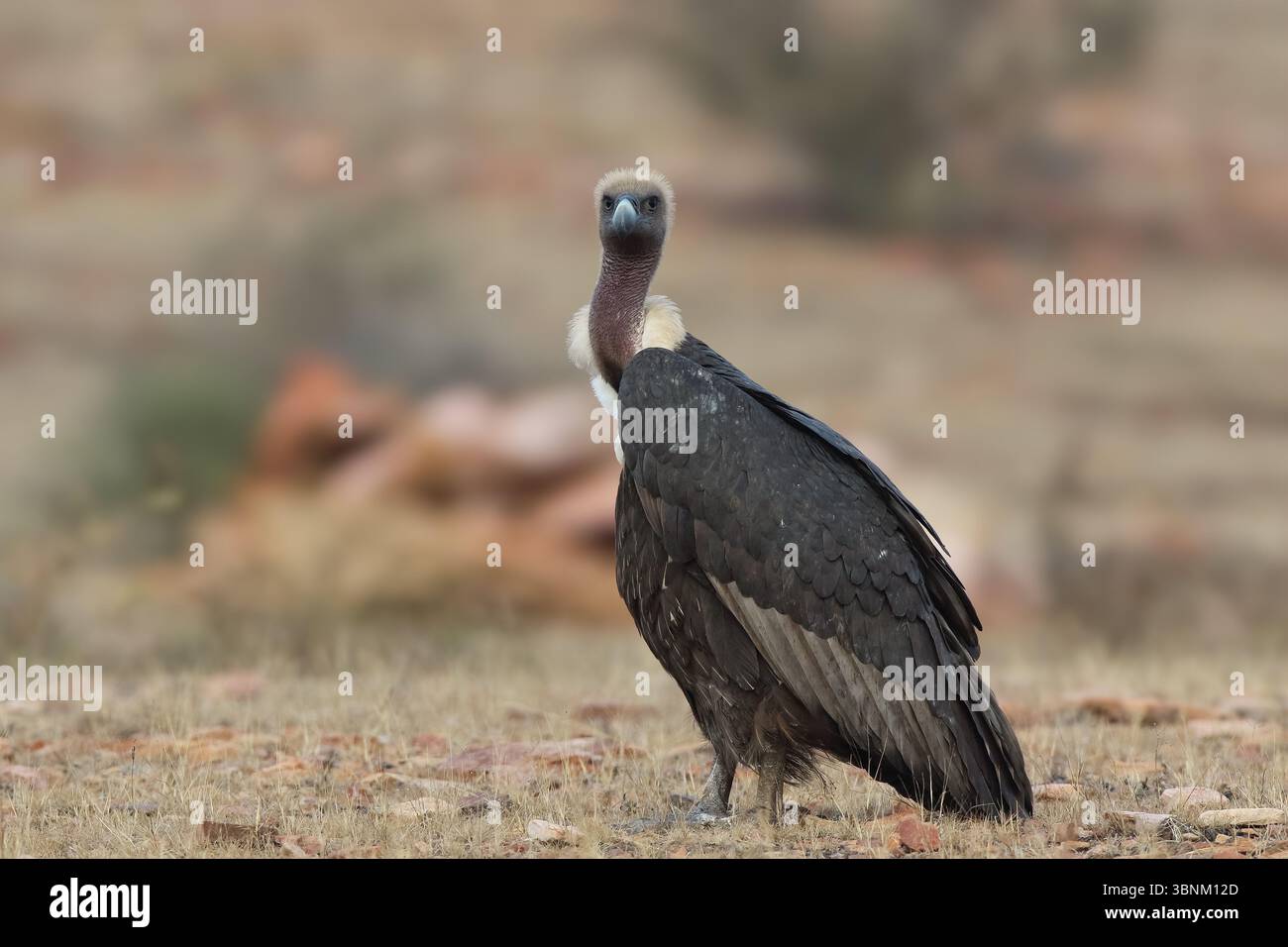 White-rumped Vulture is an Old World vulture native to Southeast Asia ...