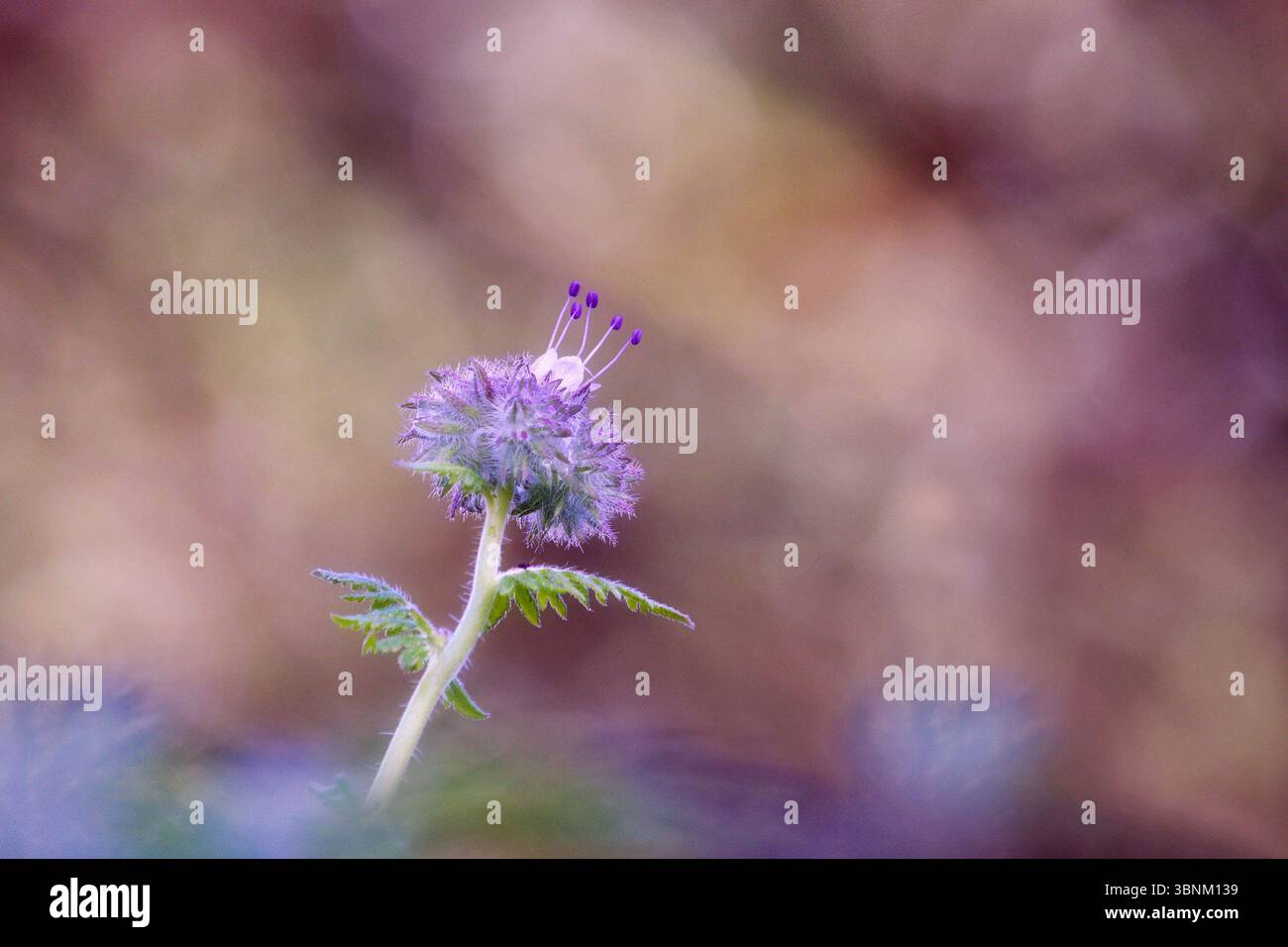 Pousse pousse de fleurs hi-res stock photography and images - Alamy