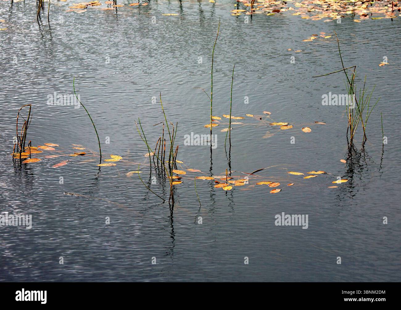 The Mystics Pool, The Long Mynd, South Shropshire, West Midlands ...