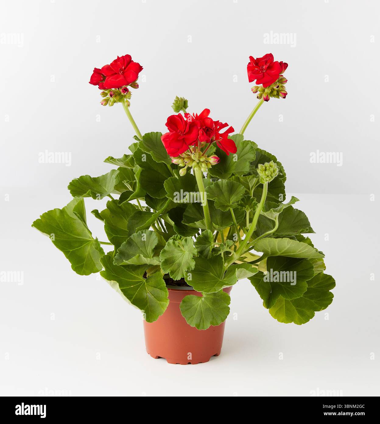 Zonal decoration hi-res stock photography and images - Alamy