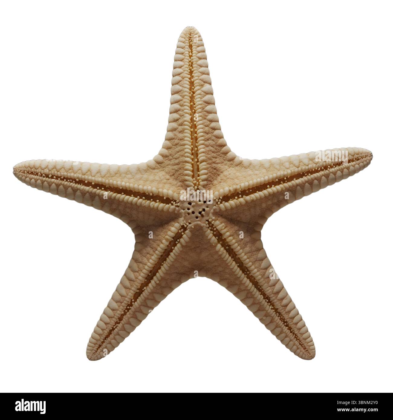 3d, animal, aquatic, beach, beige, brown, bumpy, close-up, coastal ...