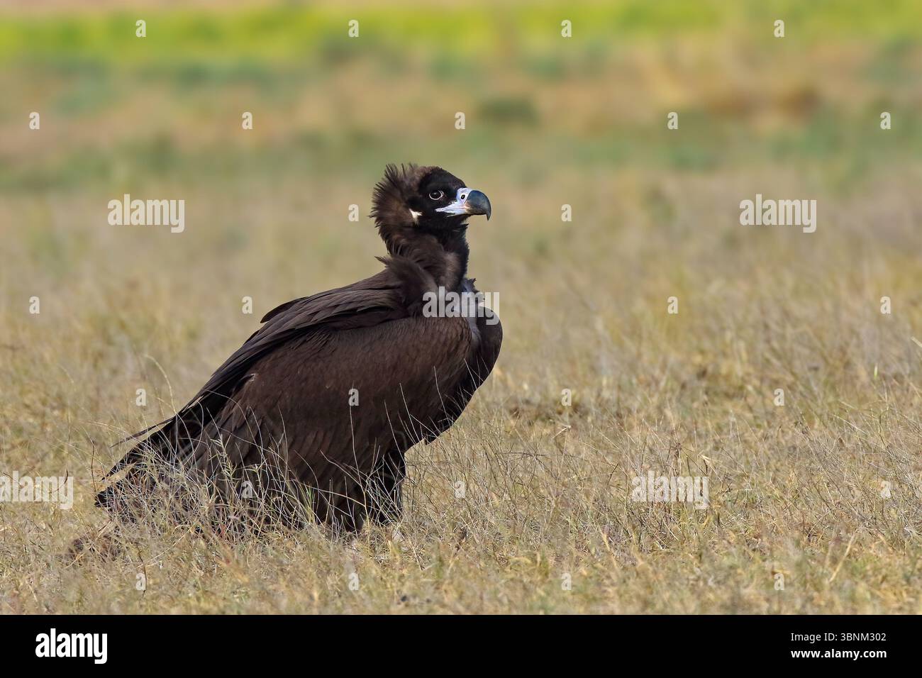 Cinereous Vulture also known as the Black Vulture, Eurasian Black ...